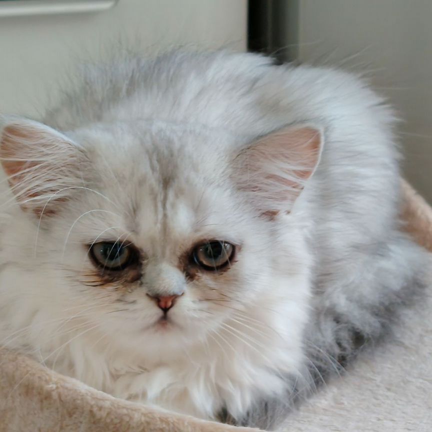 Шотландский вислоухий длинношёрстный котёнок