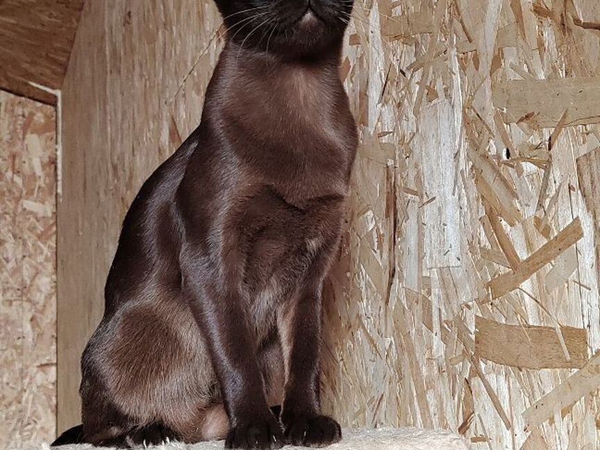 Бурманские котята