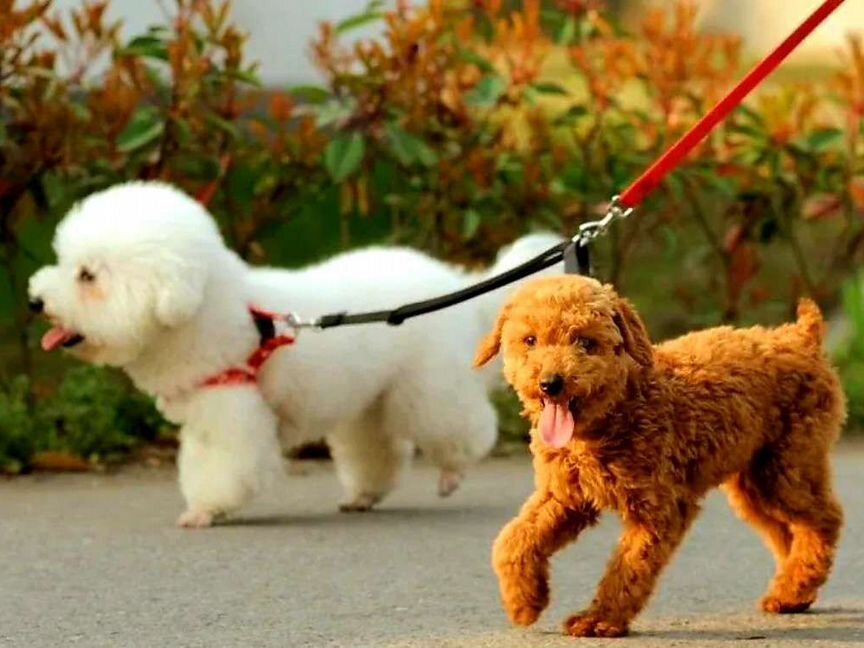 Поводок дизайнерский для 2-х собак