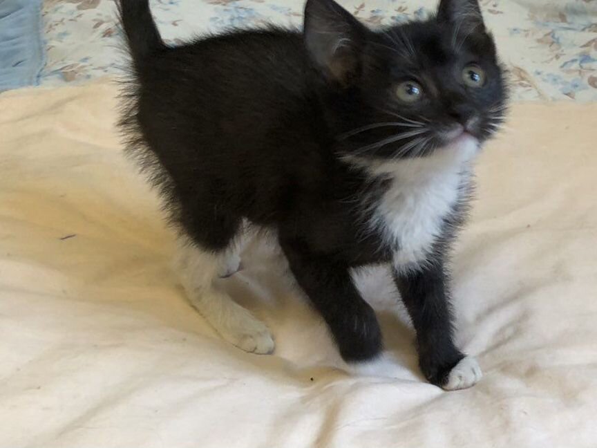 Котенок с ладошку в дар в добрые руки