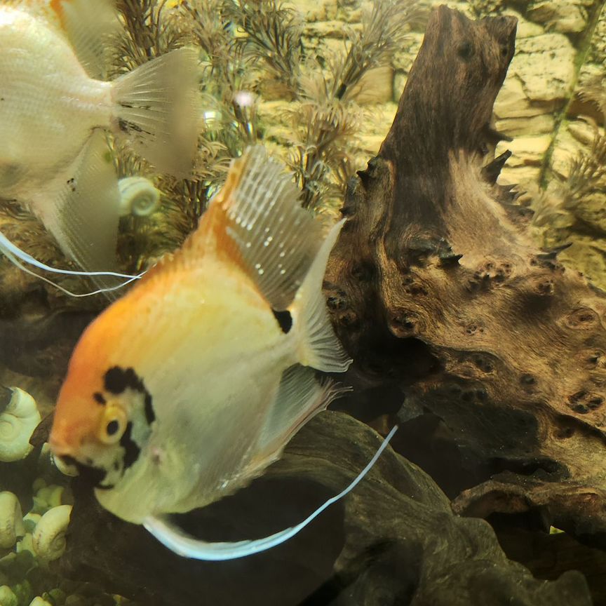 Самец скалярия кои