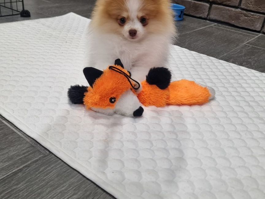 Померанский шпиц