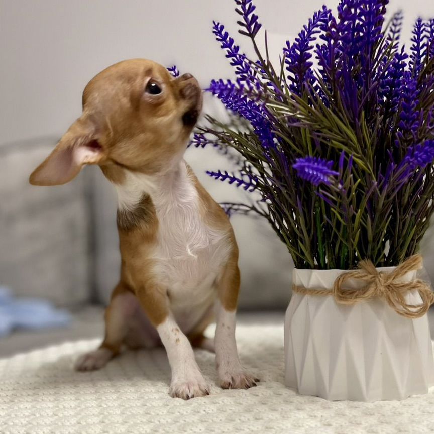 Чихуахуа, щенок