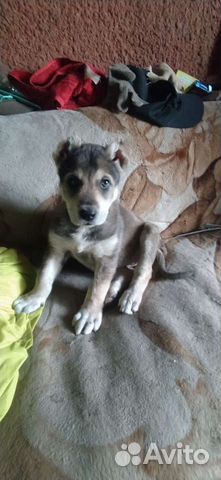 Собаки щенки