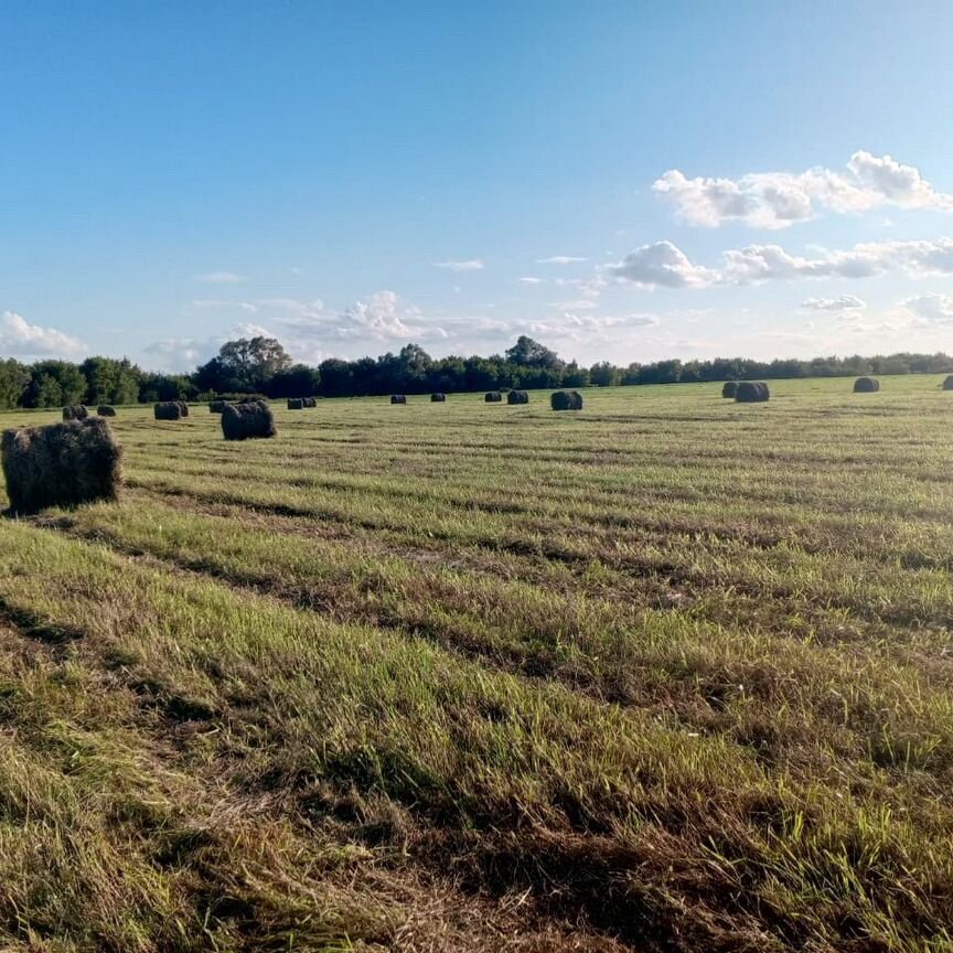 Сено в рулонах