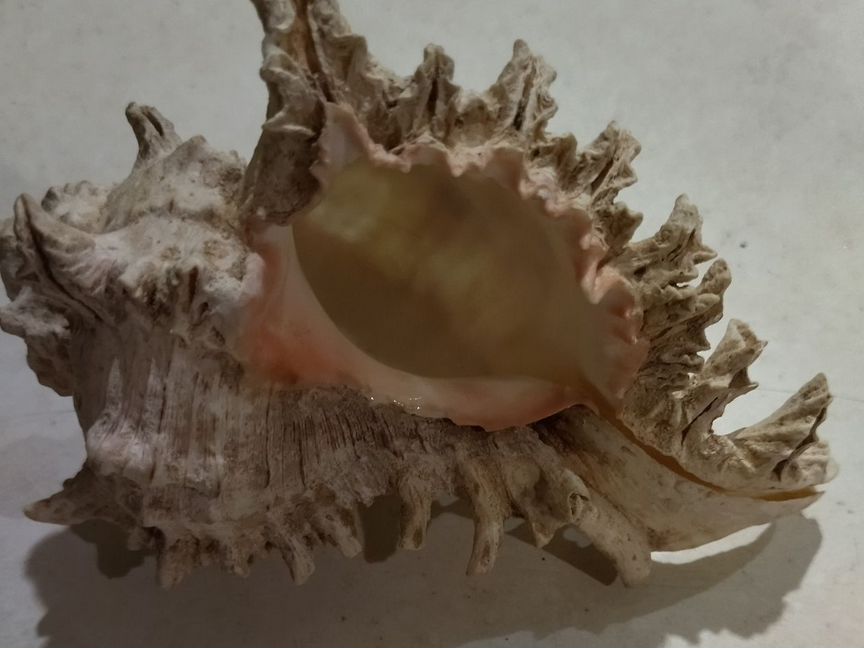 Морская раковина Mirex Ramosus, рапана