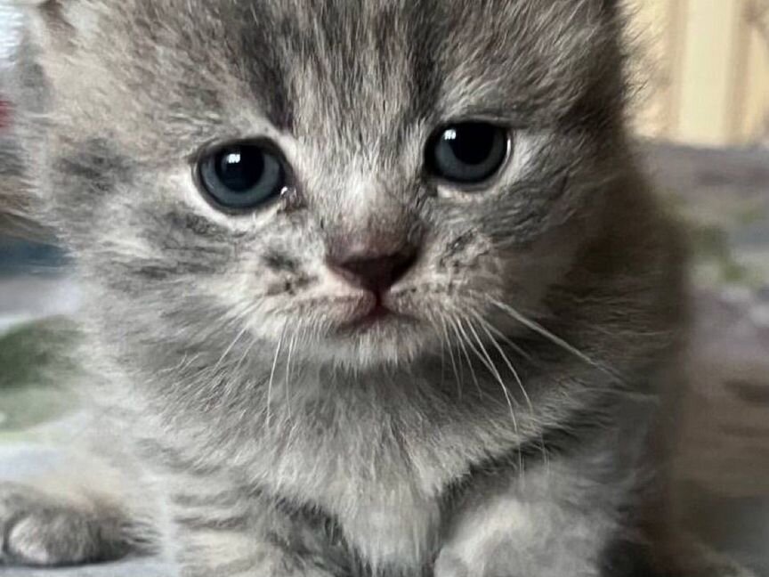 Котенок