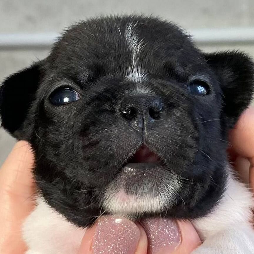 Французский бульдог, щенок