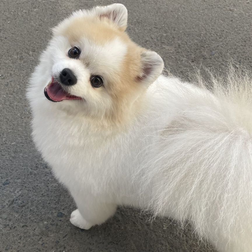 Померанский шпиц, вязка