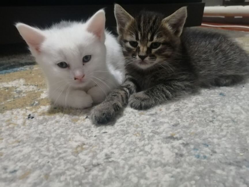 Кошечки бесплатно