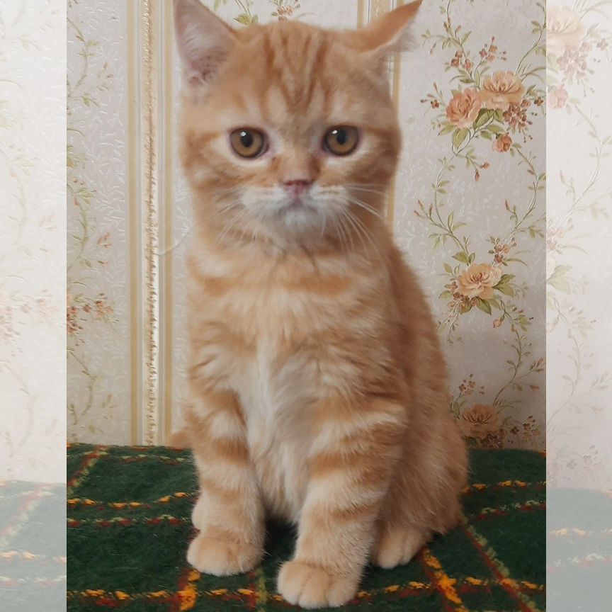 Шотландский котёнок скоттиш страйт