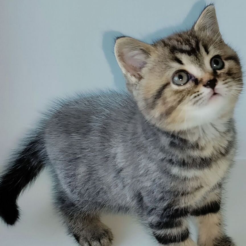 Шотландские мраморные котята