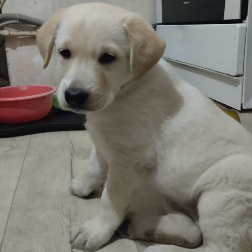 Щенок в добрые руки