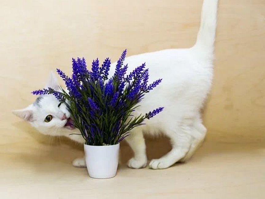Белый ласковый котенок-подросток. Бесплатно