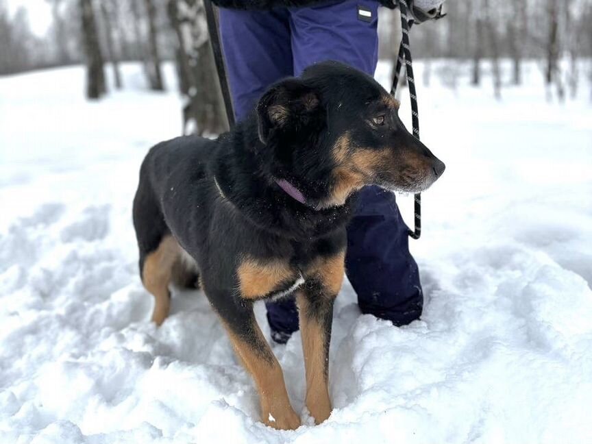 Собака в добрые руки Китнисс