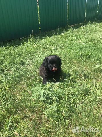 Собака американский кокер