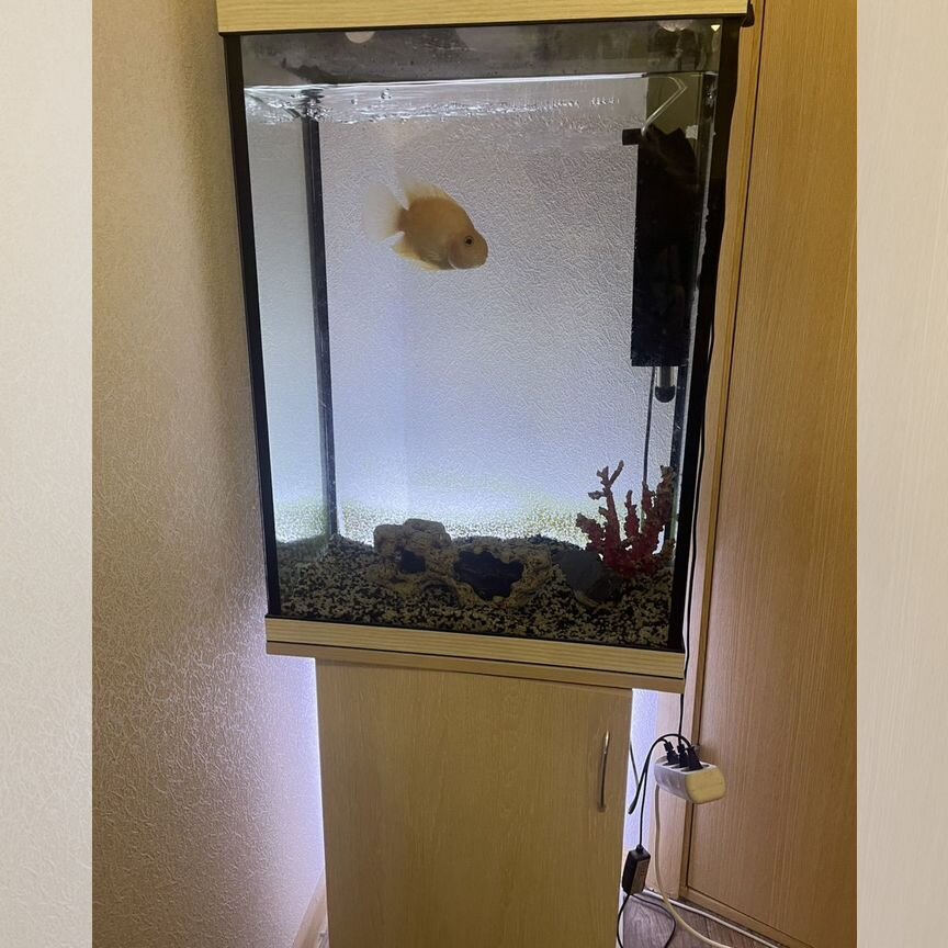 Продам аквариум 100л с рыбой-попугаем