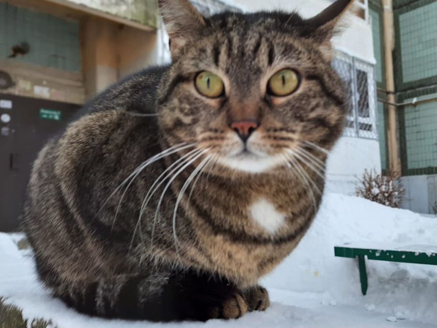 Красавец котик ищет дом