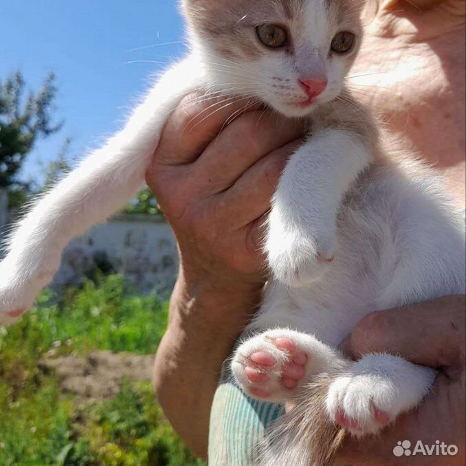 Нашли котенка ищем добрые руки
