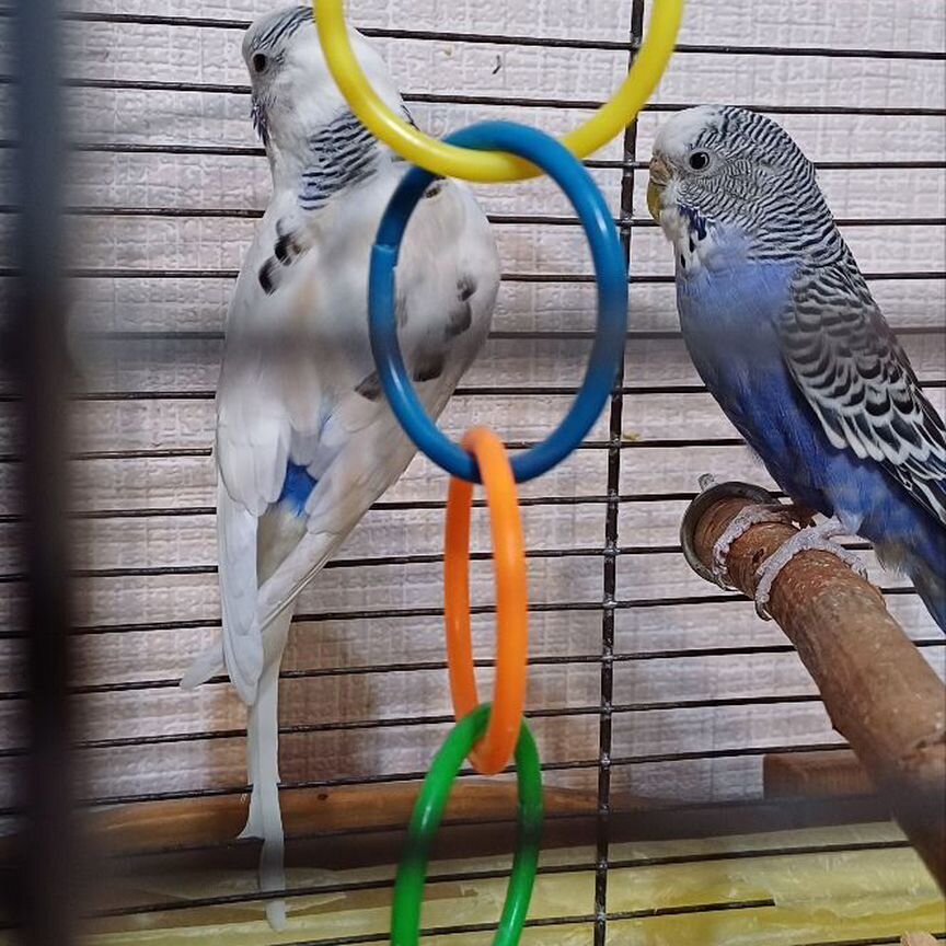 Волнистые попугаи с клеткой