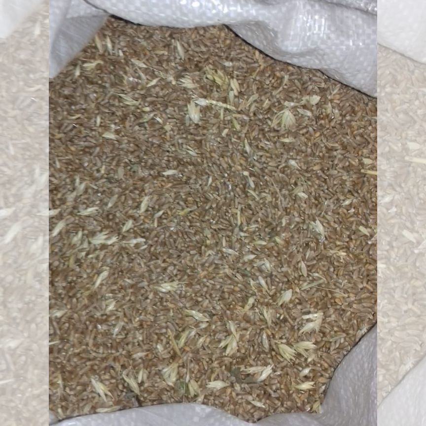 Озимая пшеница