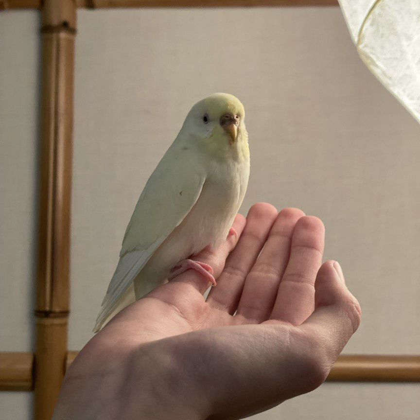 Волнистый попугай