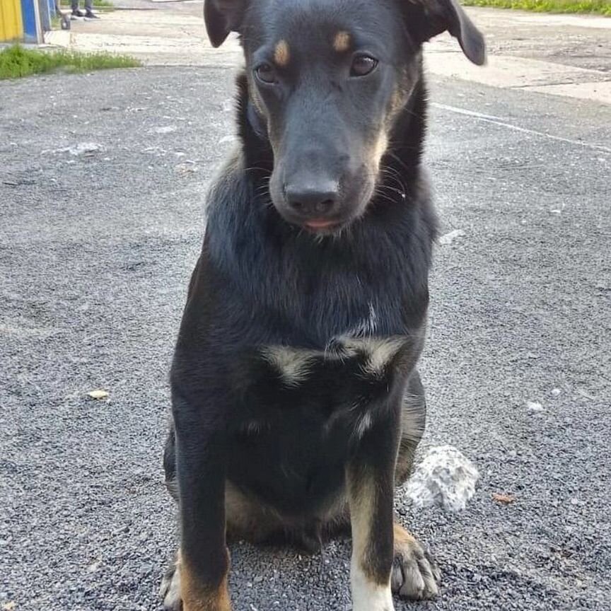 Пёс ищет хозяина. Отдадим в хорошие руки