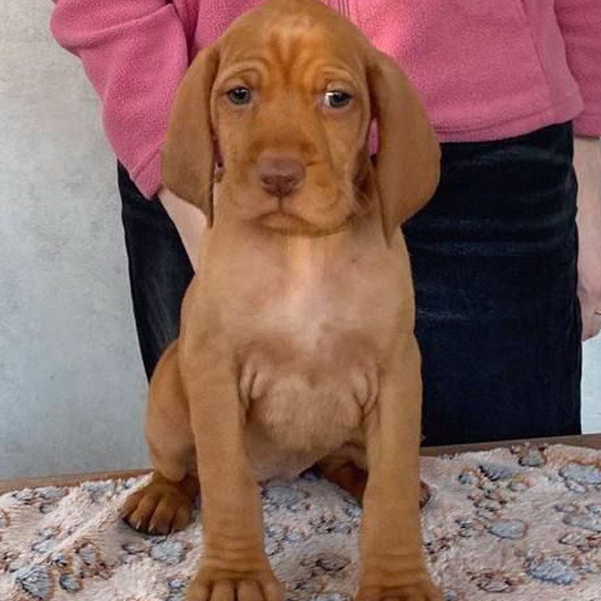 Венгерская выжла, щенок