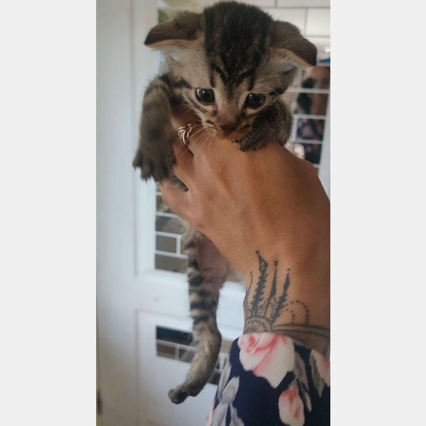 Шотландские вислоухие котята