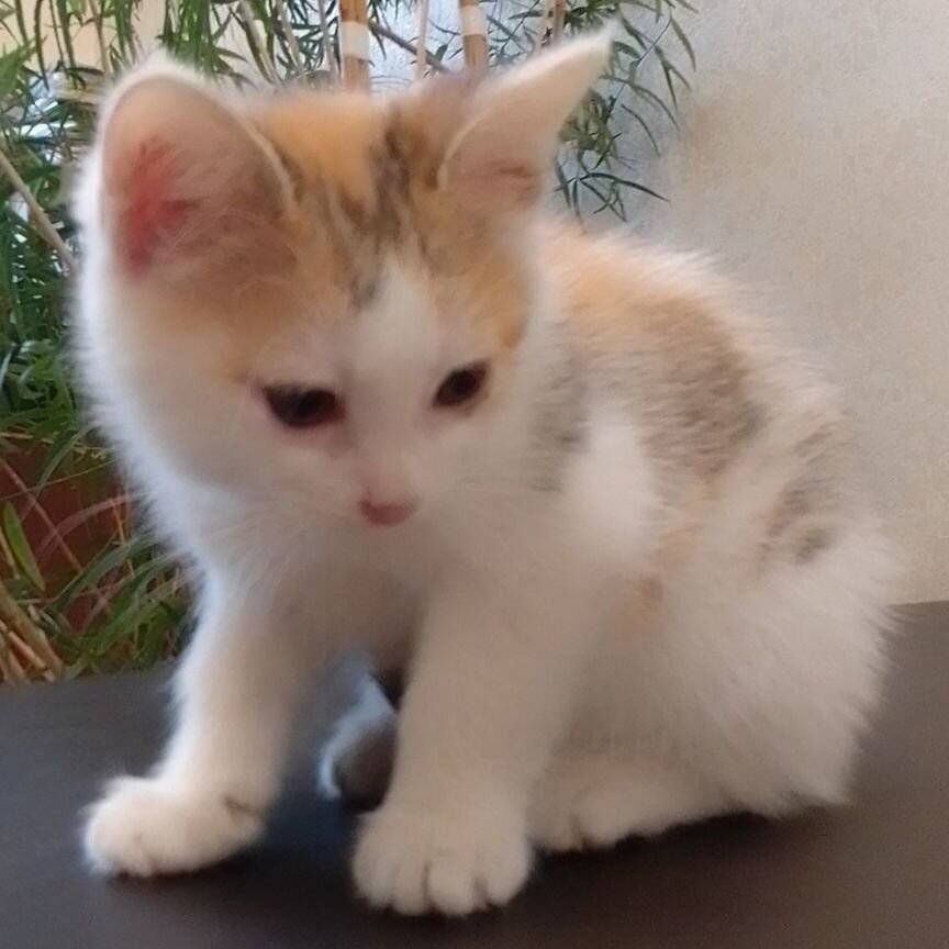Сибирский котёнок