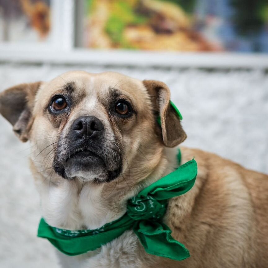 Марта ищет дом