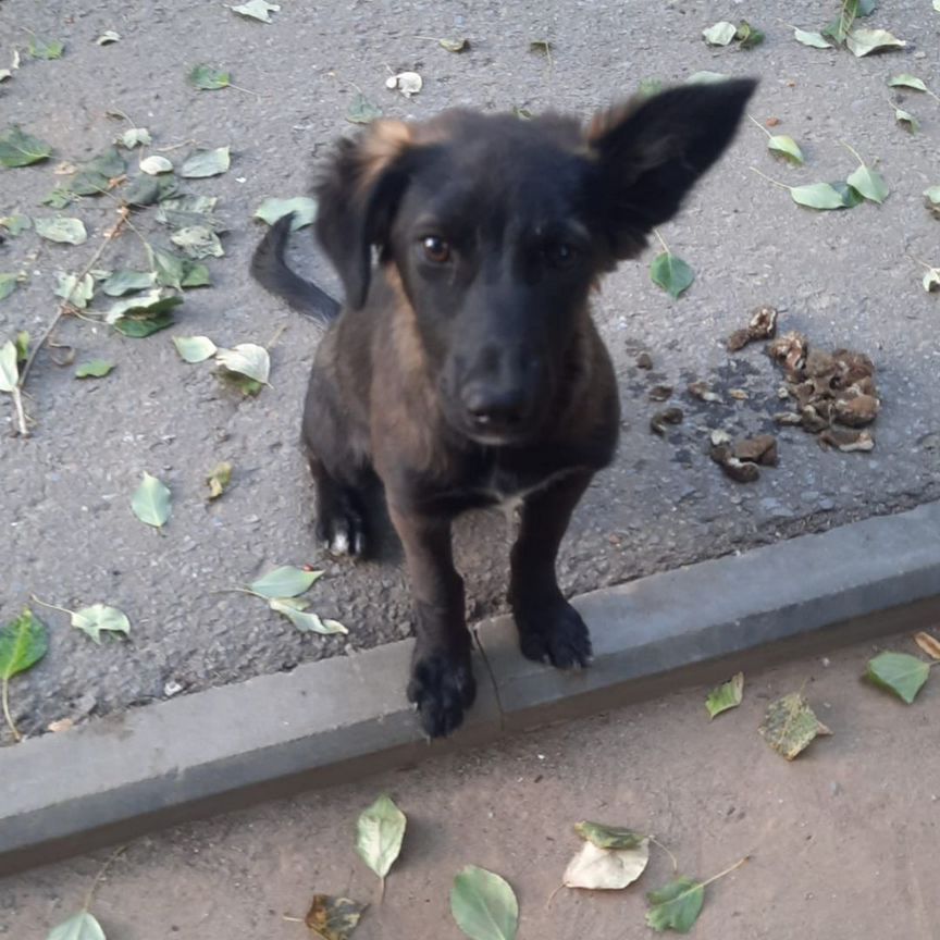 В добрые руки