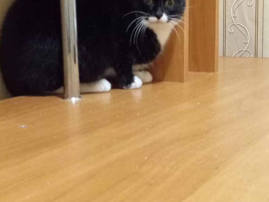 Кошка