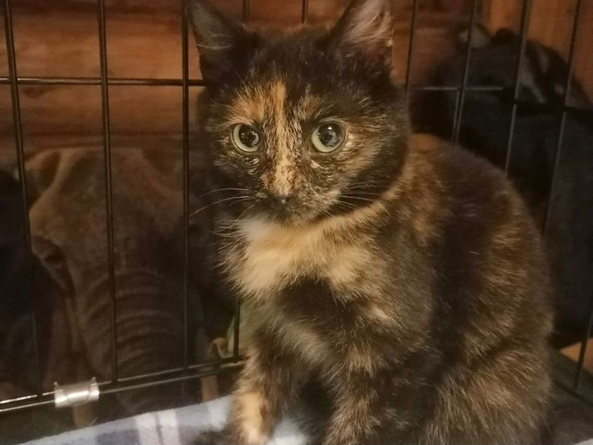 Милая черепахового окраса девочка София 6 мес