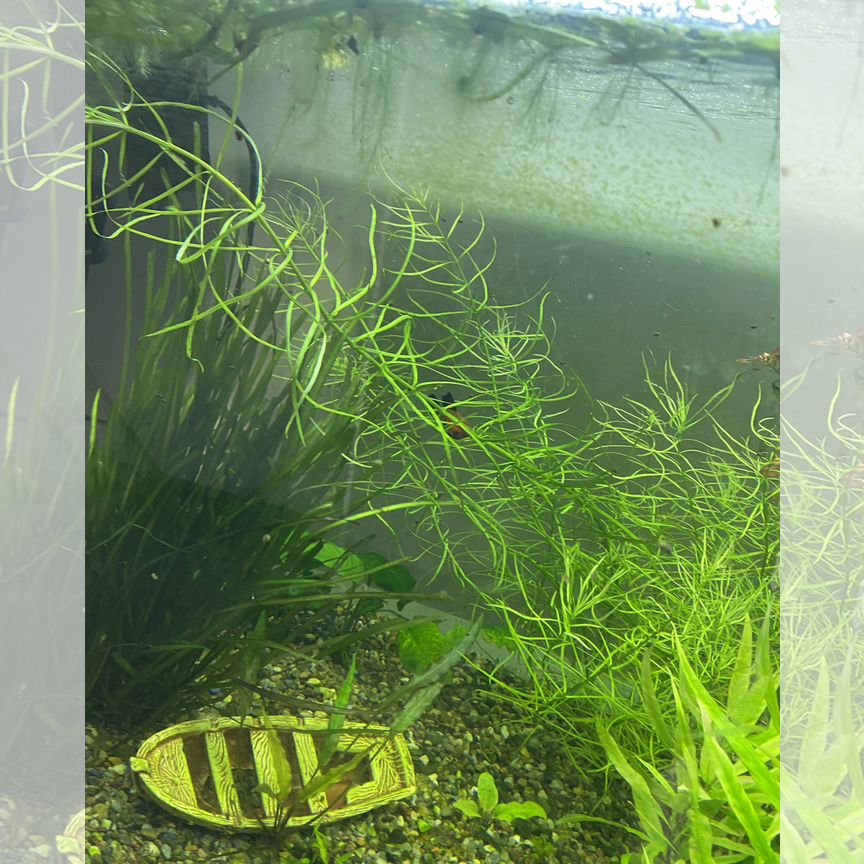 Погостемон октопус, водоросли