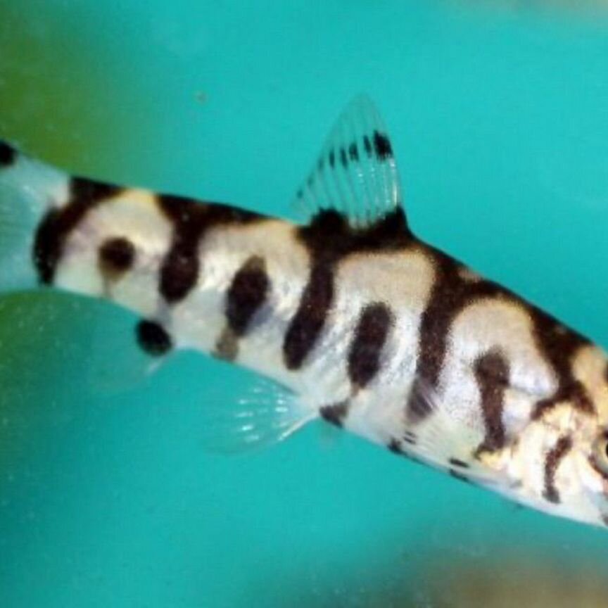 Мраморная боция