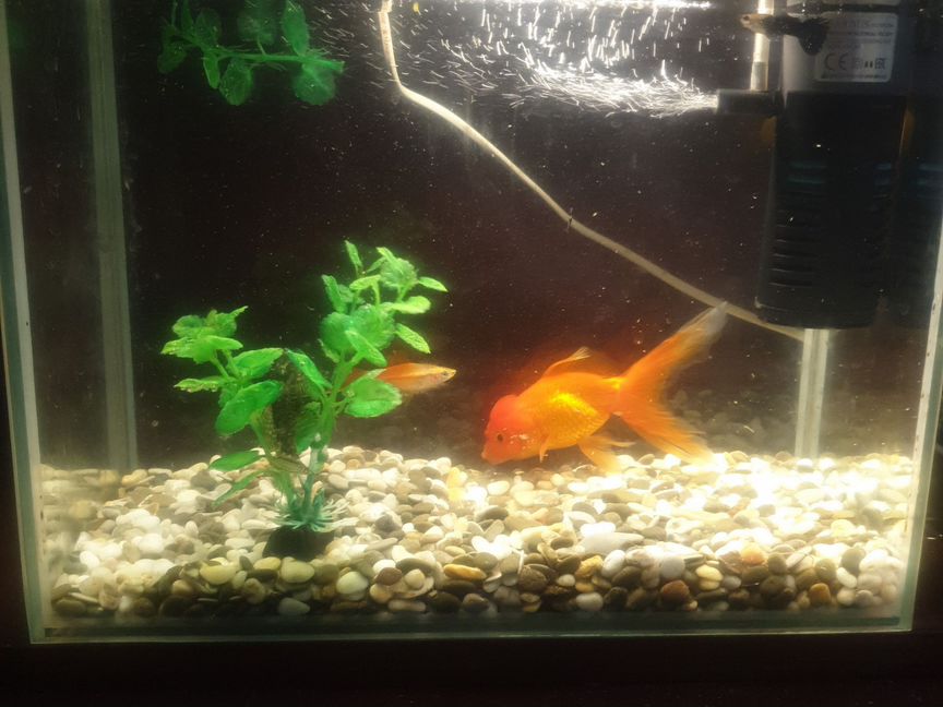 Аквариум с рыбами