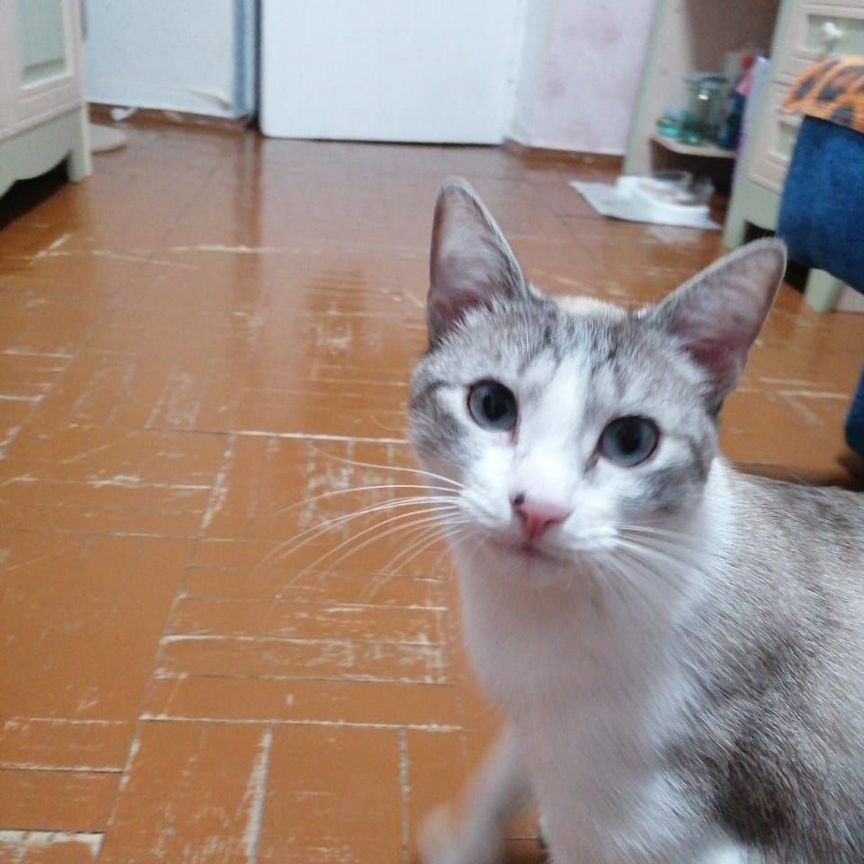 Отдам кота в добрые руки бесплатно