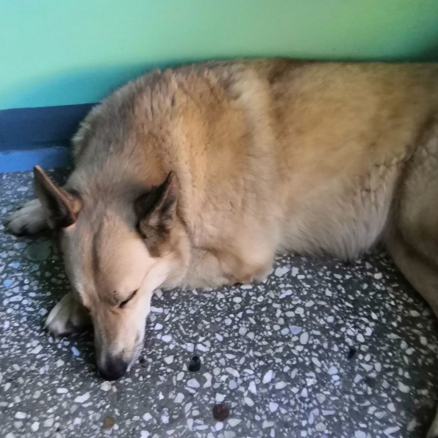 Взрослая собака в добрые руки
