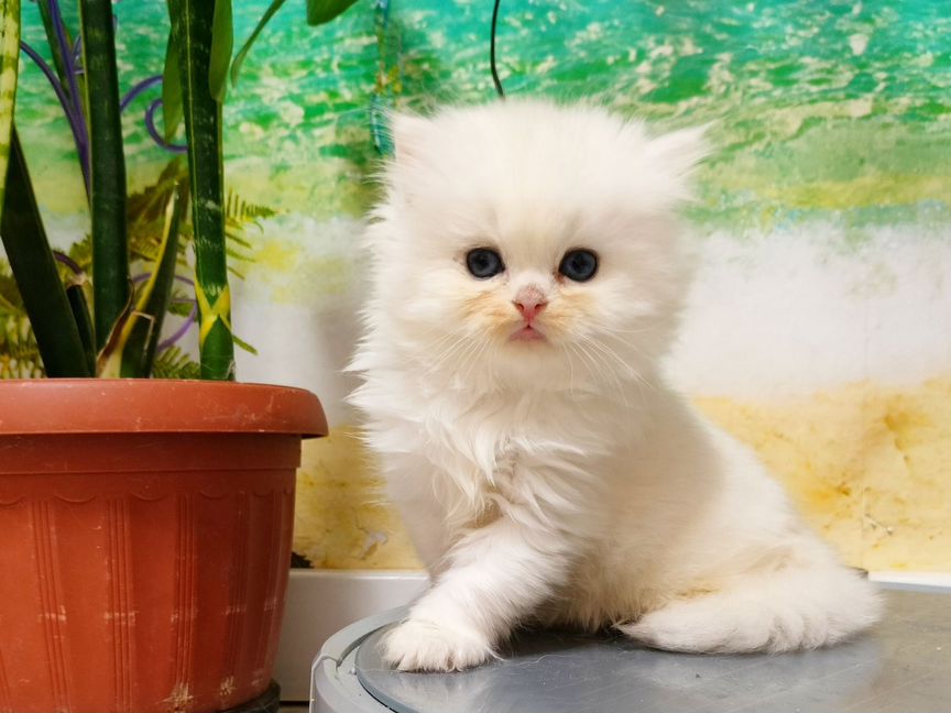 Британская серебристая шиншилла