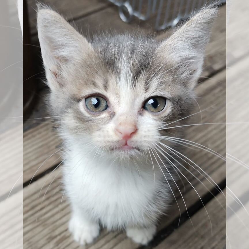 Четыре бело-серые сестренки кошечки