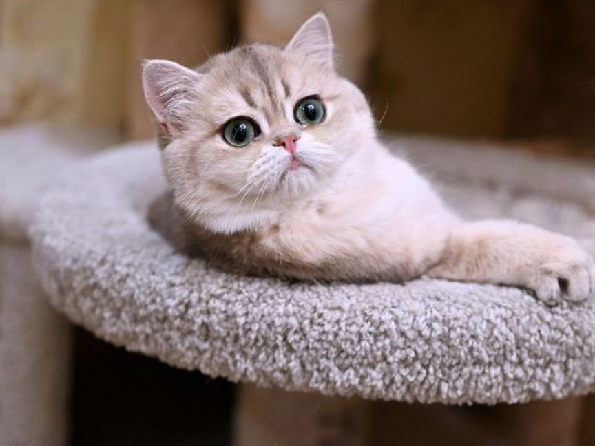 Британские котята