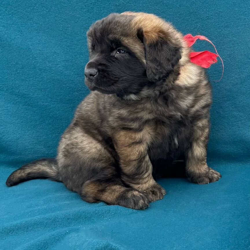 Продаются щенки