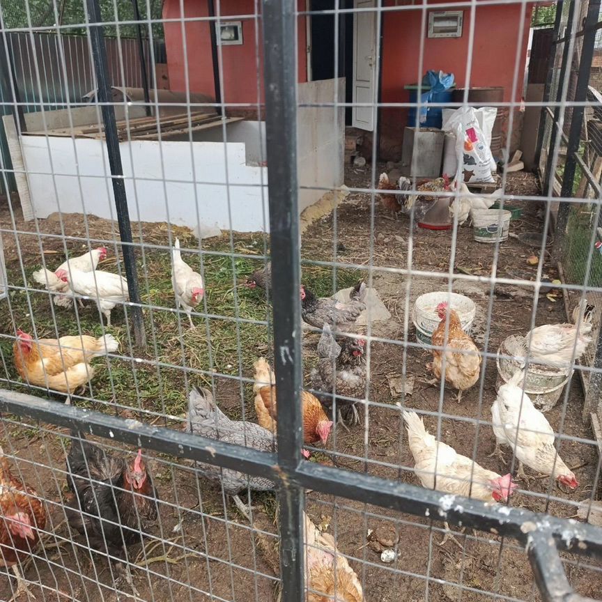 Куры несушки