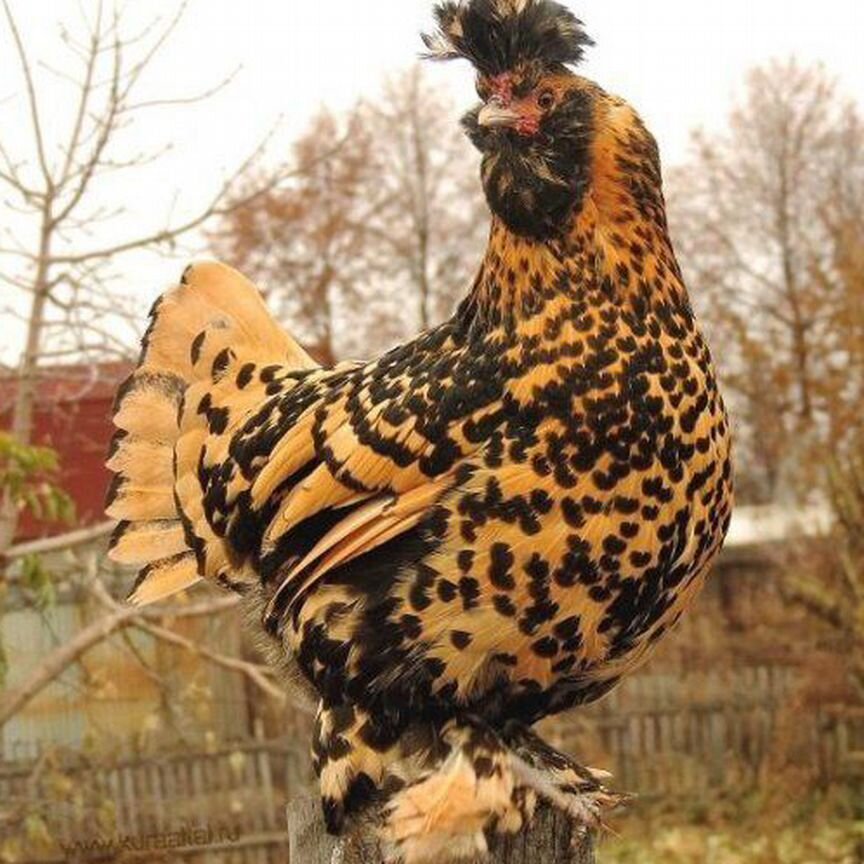 Куры павловские золото