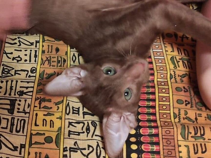 Циннамон котик