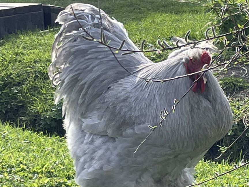 Брама лаванда