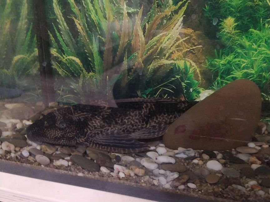 Сом Птеригоплихт 30см