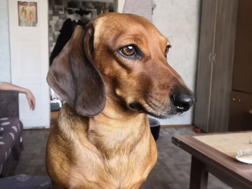 Собаки щенки таксы