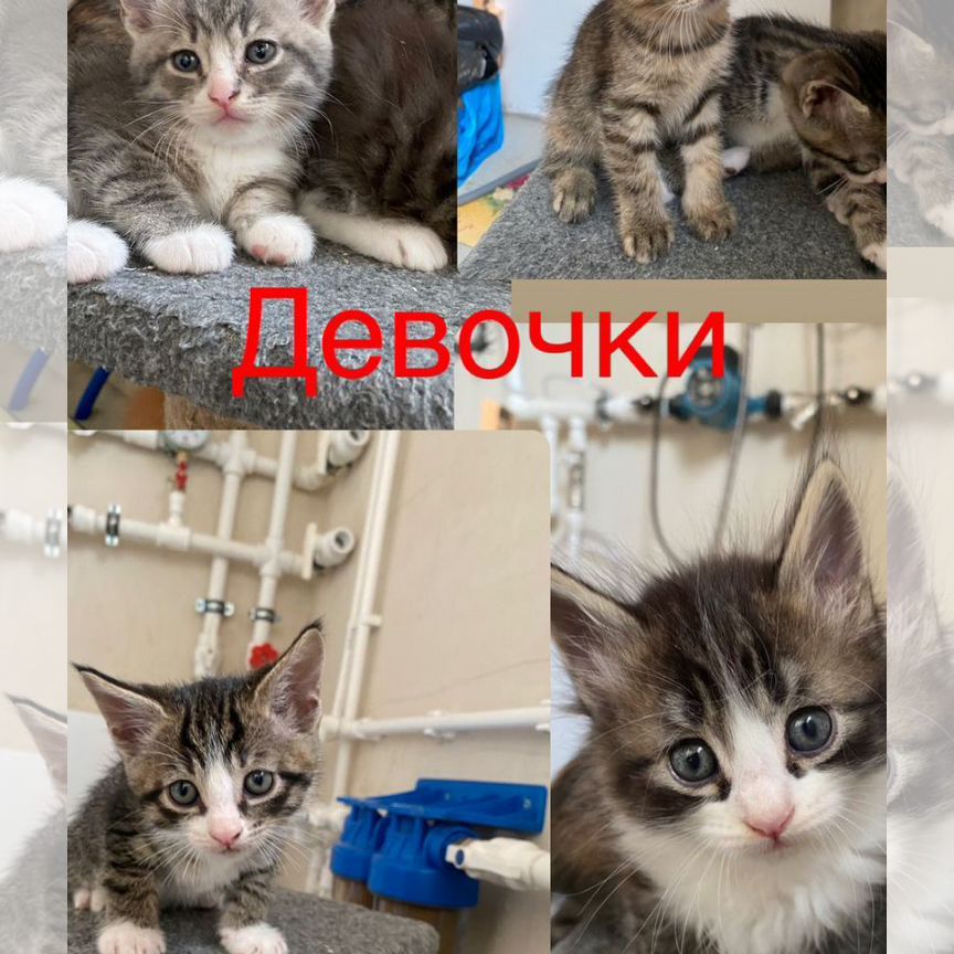 Котята в добрые руки